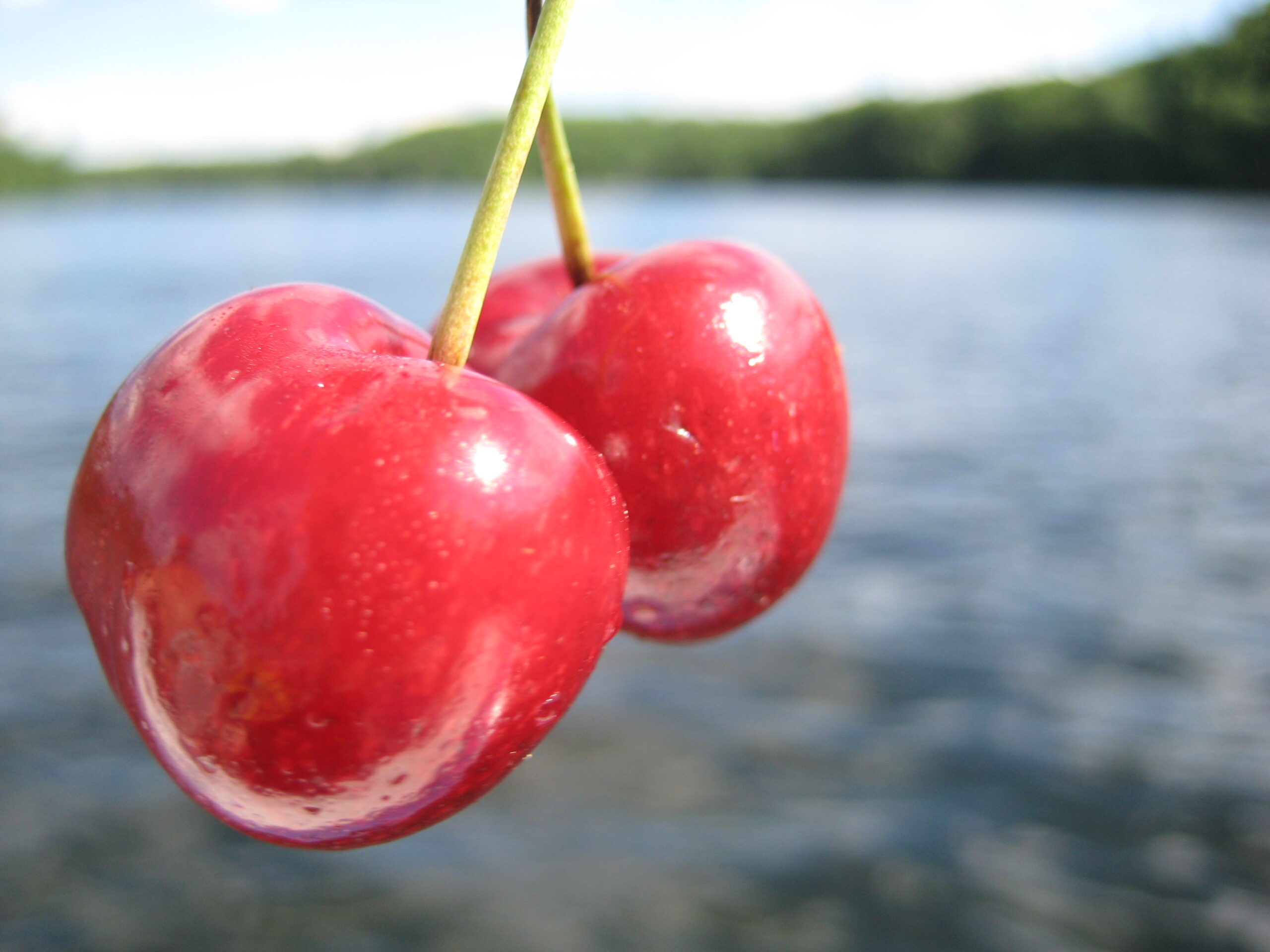 Three Cheers for Cherries: sweet stuff - Pilot Light